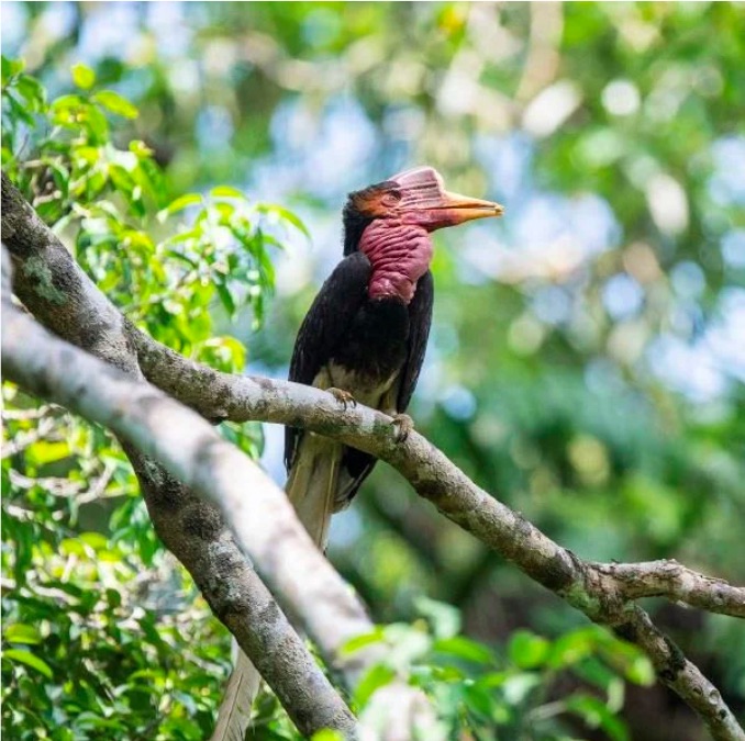 Sanjitpaal Singh: Rock star wildlife photographer and activist | Asia ...